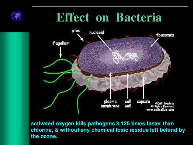 effect on bacteria - وب سایت شخصی دکتر علی تارات